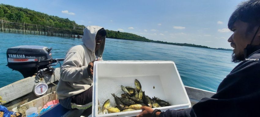 Produksi Ikan Dingkis Berkurang, Harga Jual Juga Turun – Metropolis