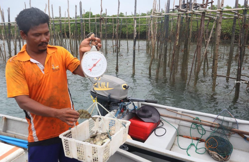 Tradisi Perburuan Ikan Dingkis: Semakin Besar Telurnya, Semakin Mahal ...
